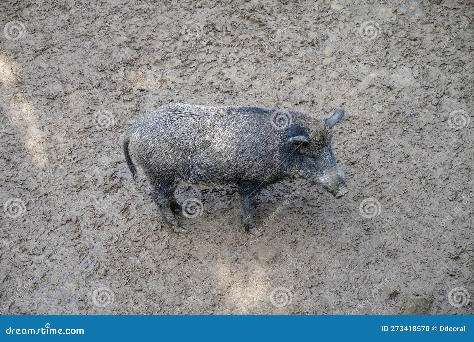 Black Wild Boar Stands in the Mud Stock Photo - Image of eurasian ...