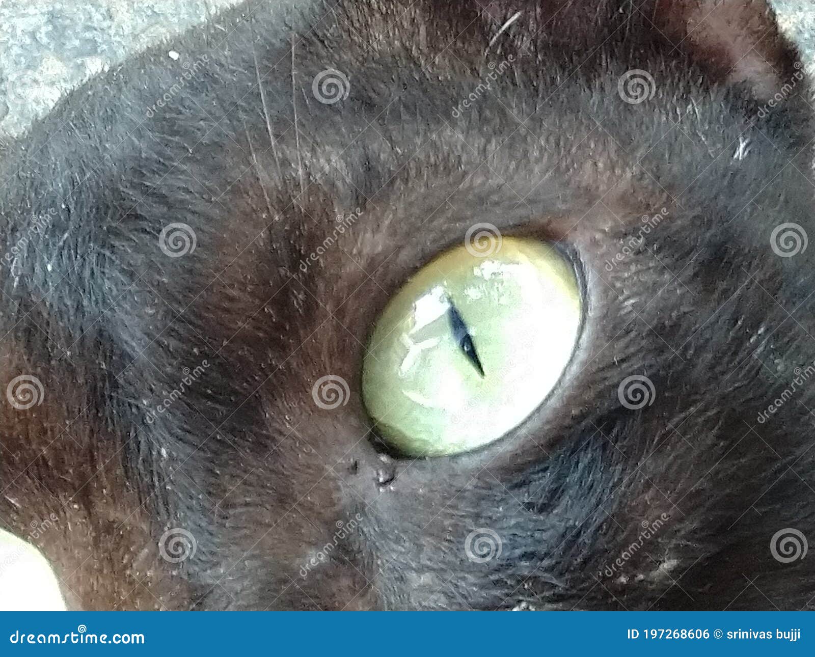 Black wild cat eye stock photo. Image of dress, plaster - 197268606