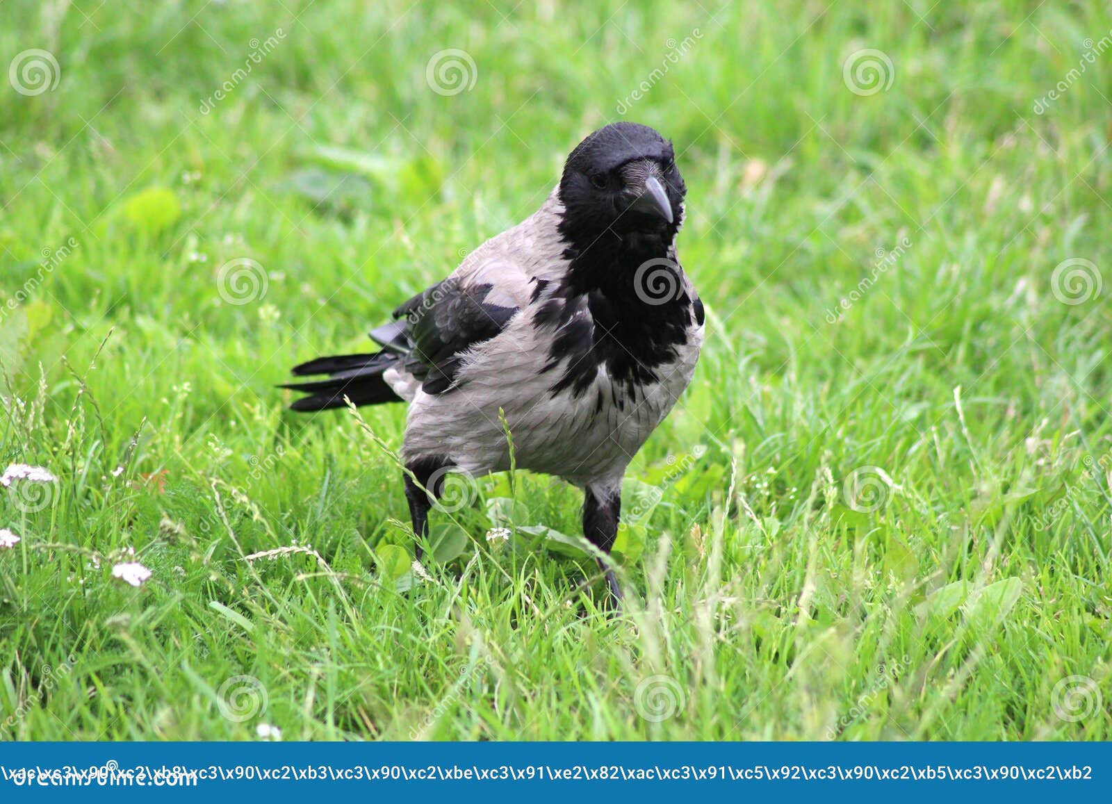 Crow on green two stock photo. Image of wildlife, symbol - 121063922