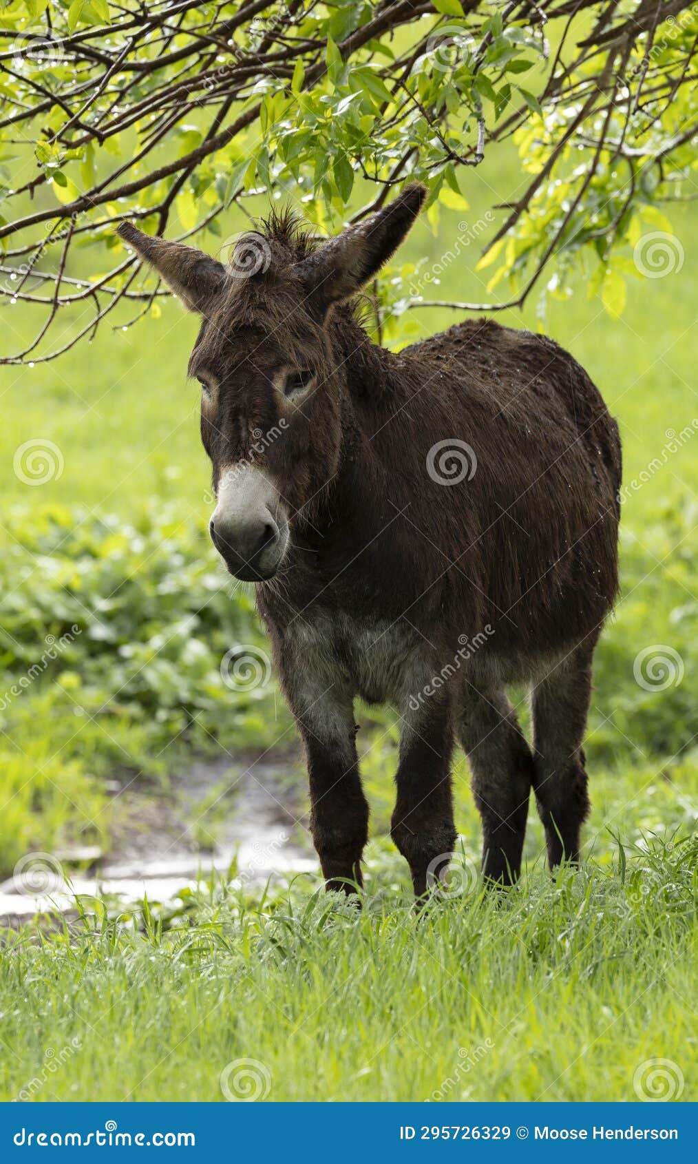 Black Wild Donkey Under Tree in Grass Stock Image - Image of ...