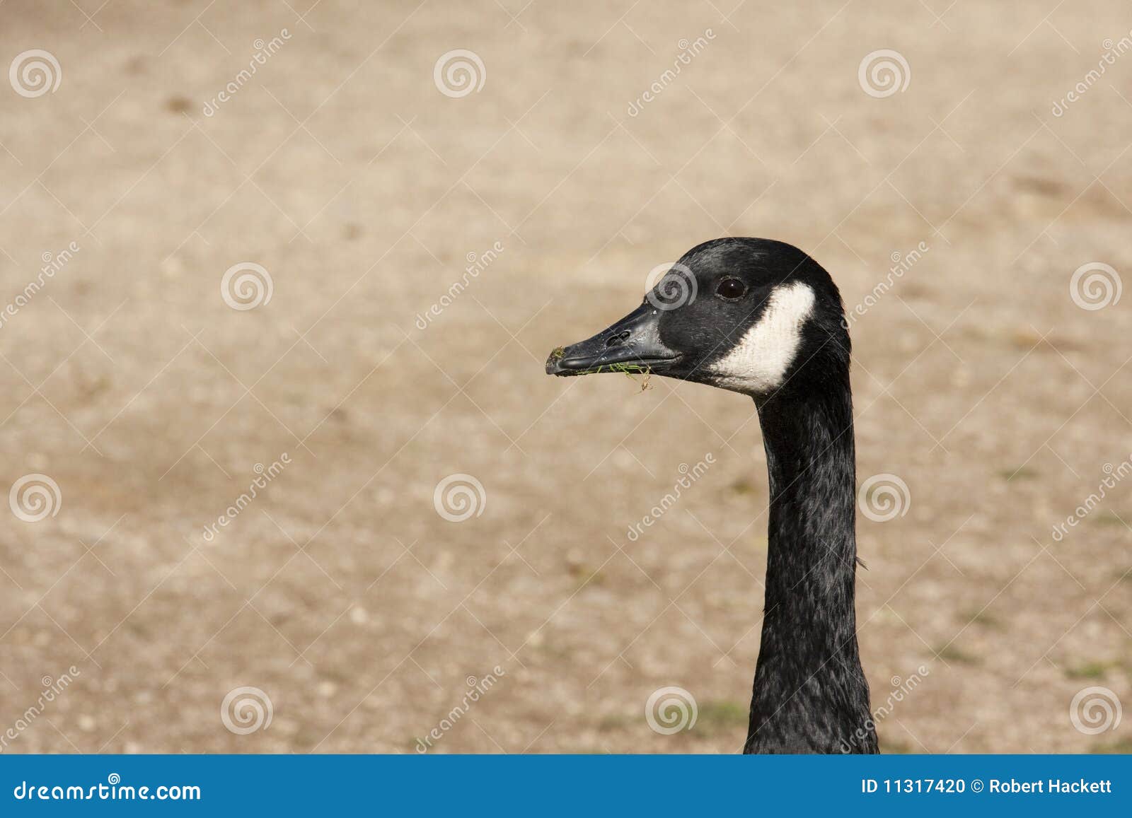 Black wild goose stock photo. Image of head, neck, green - 11317420