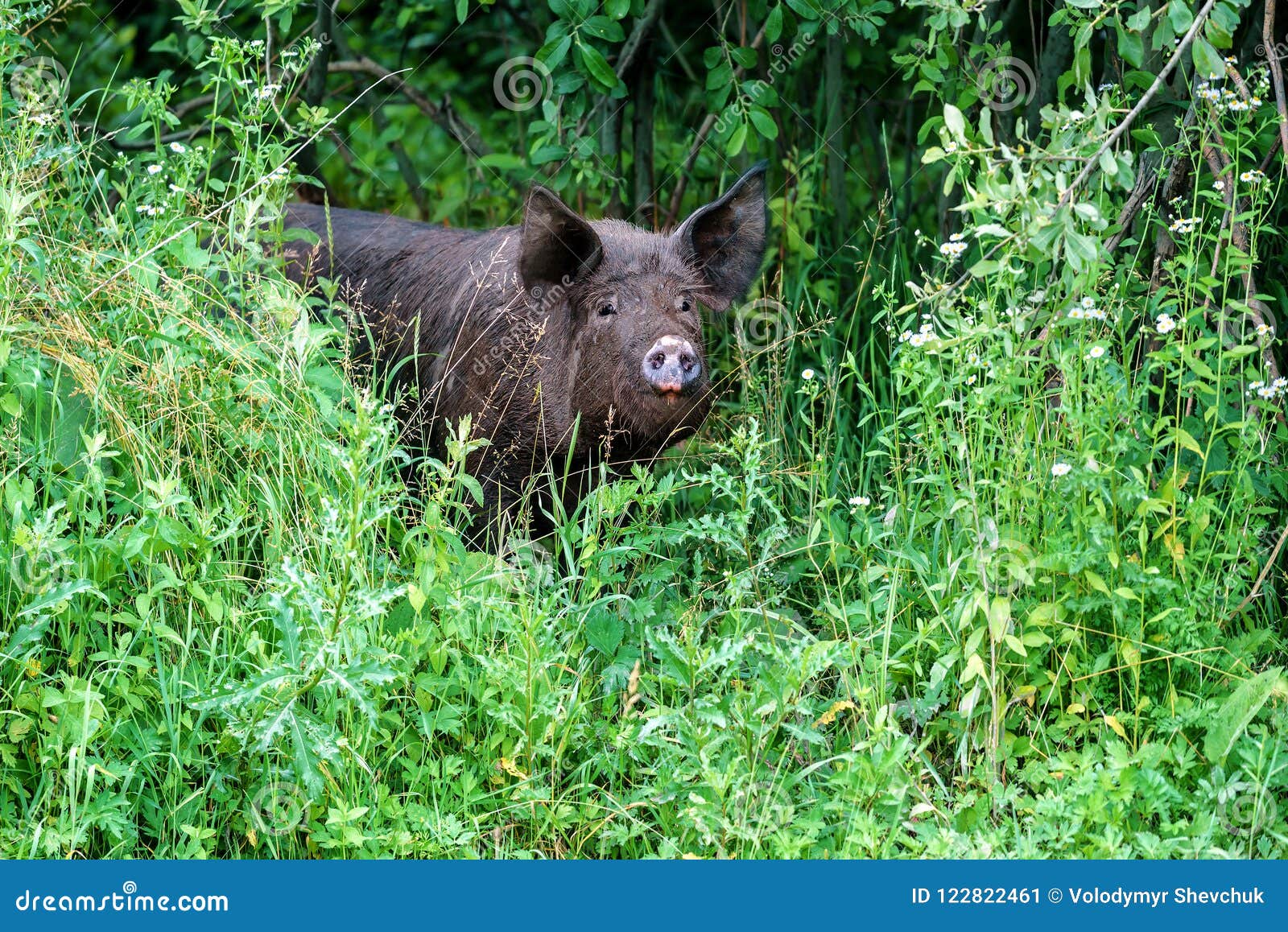 Black pig in the grass stock image. Image of face, farming - 122822461