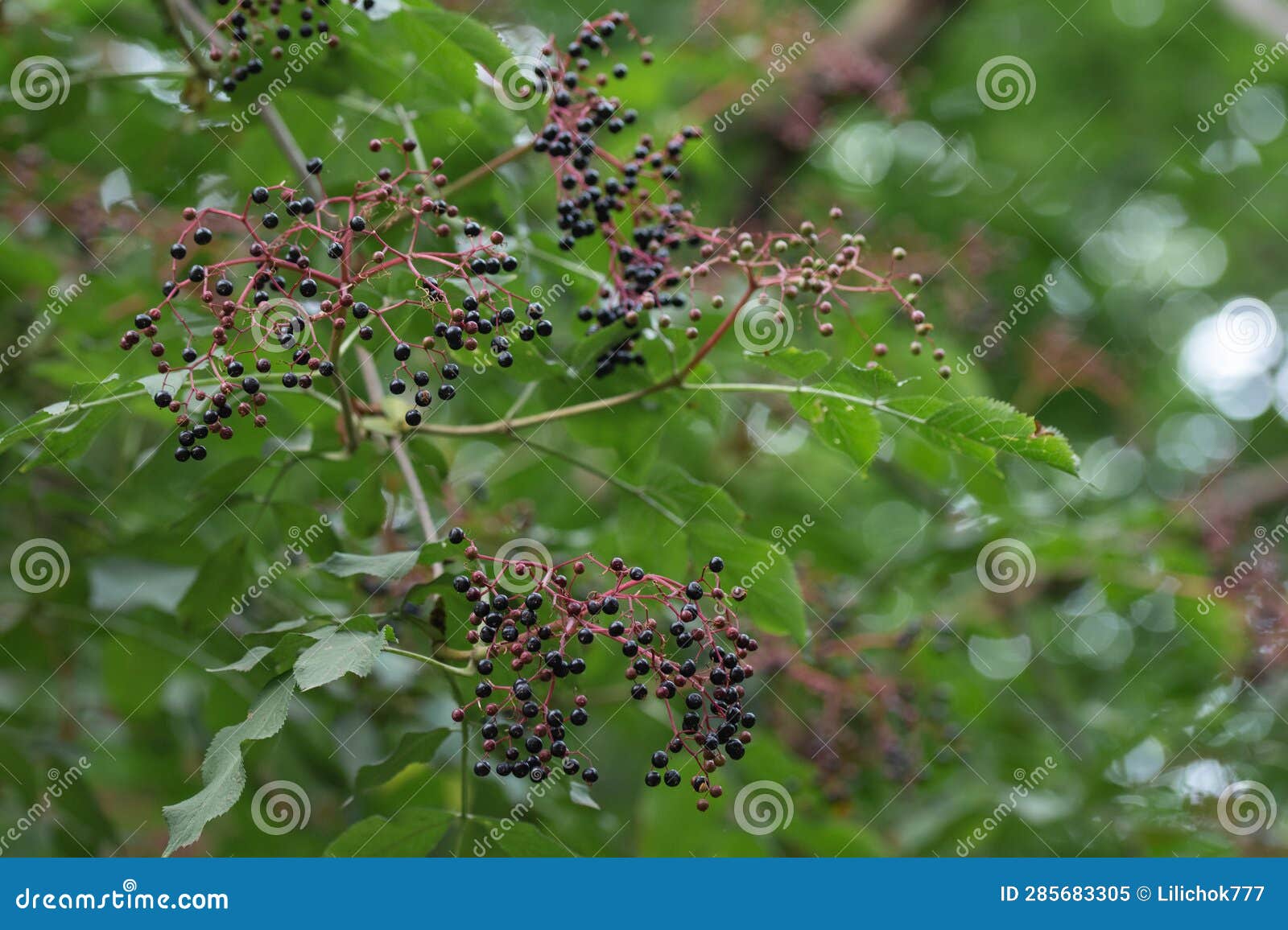 Black Wild Small Berry on the Tree Stock Image - Image of beautiful ...