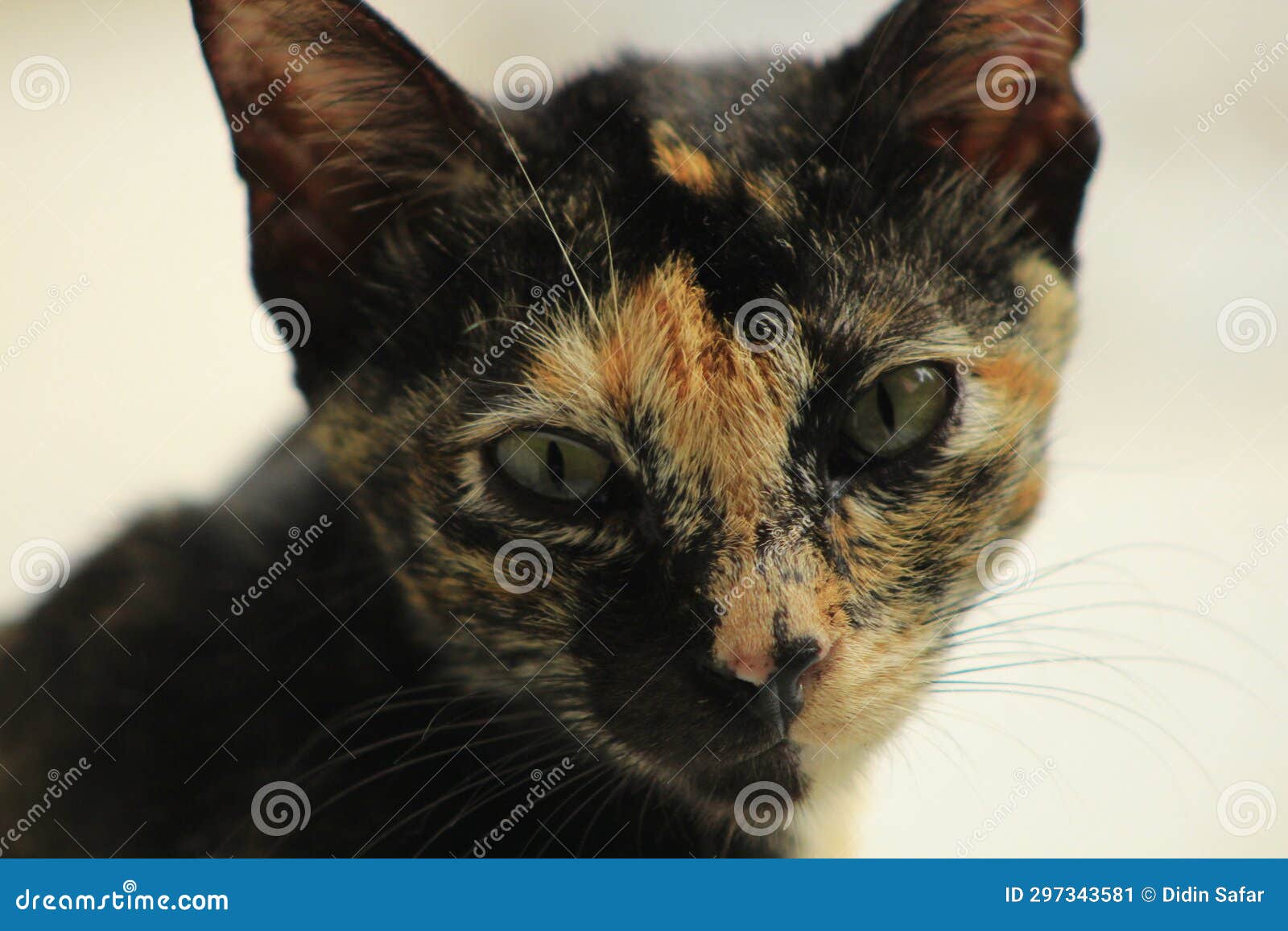 Black Wildcat stock image. Image of look, picc, mammal - 297343581