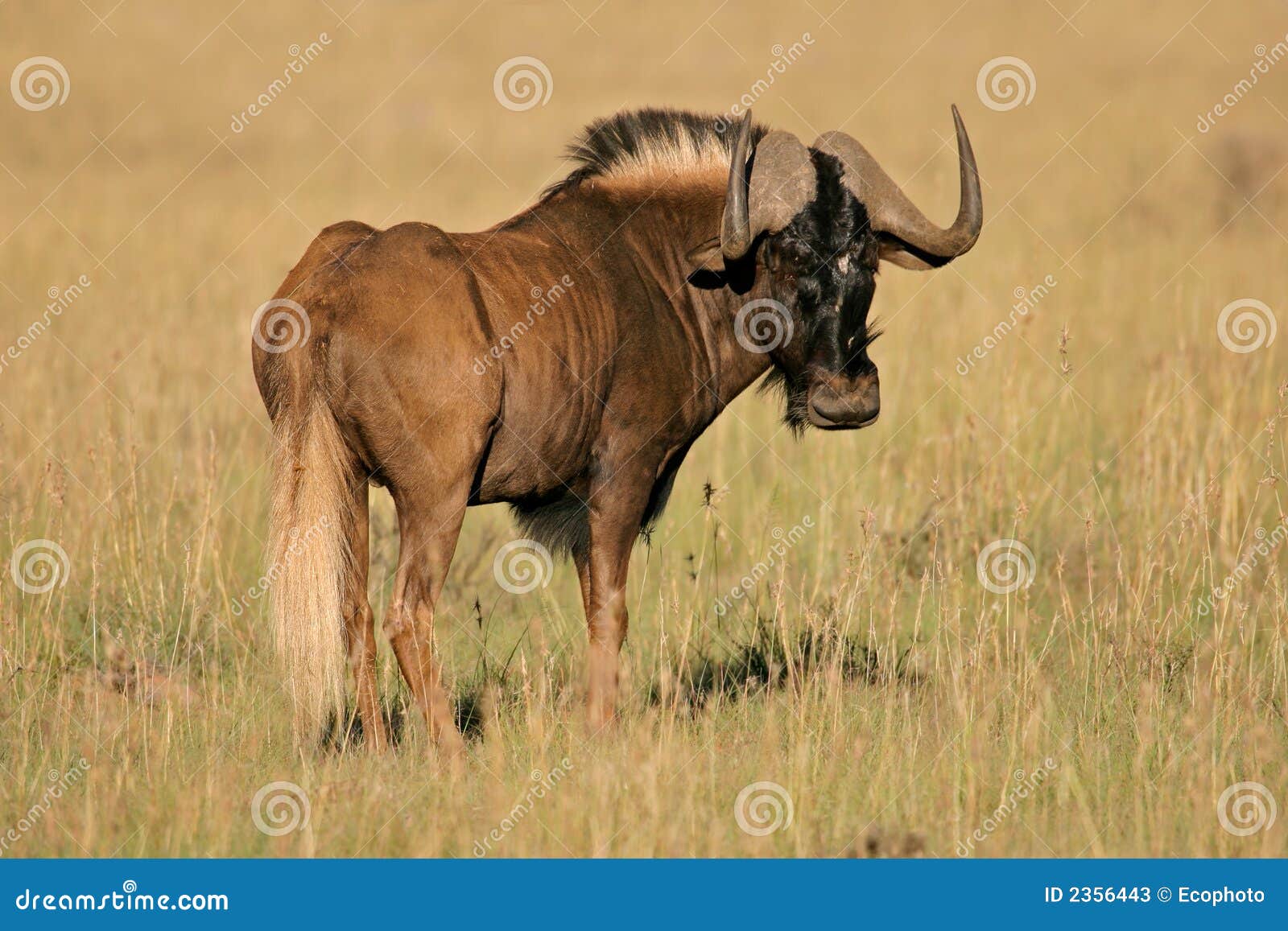 African Wildebeest