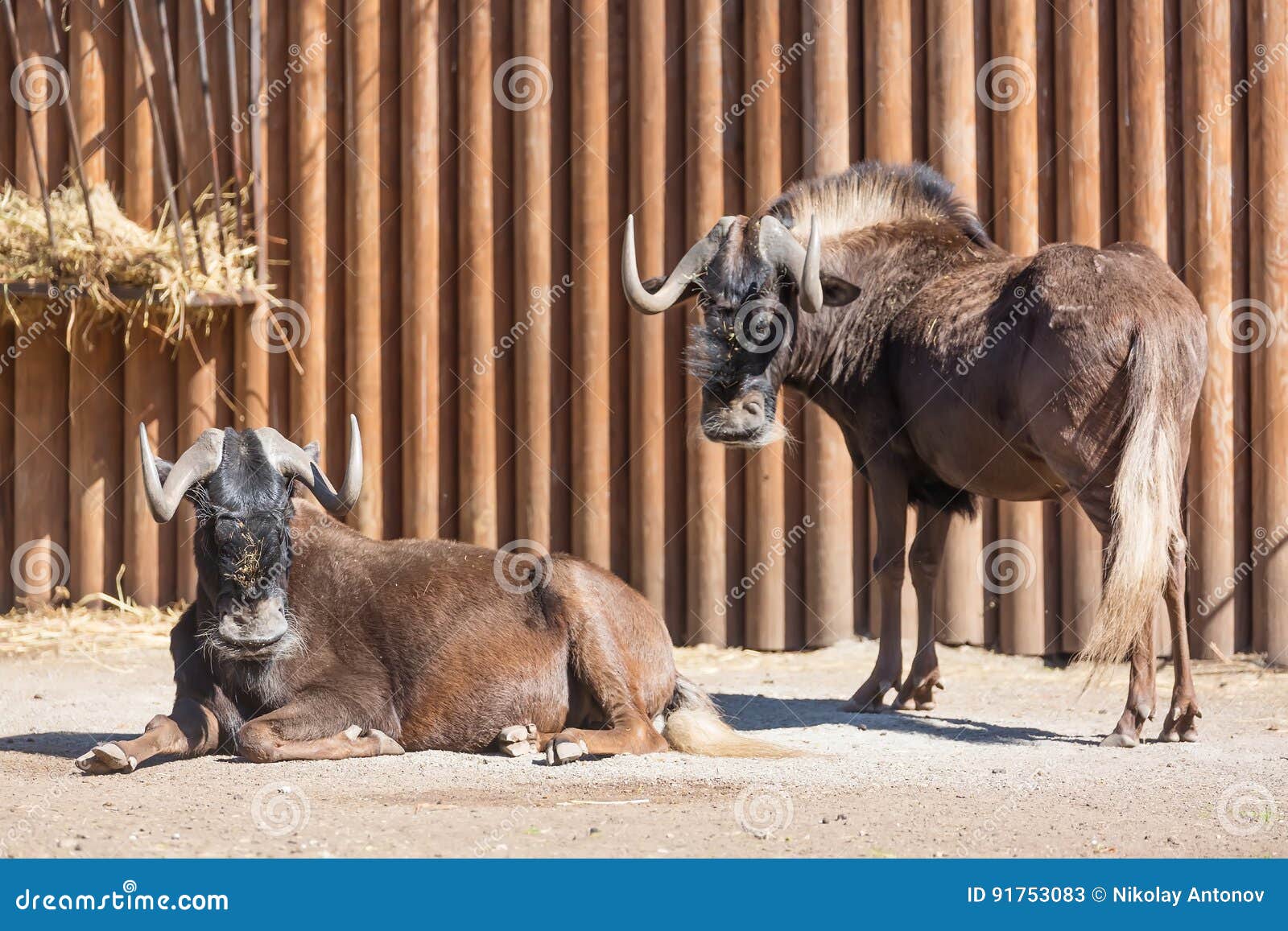 Black Wildebeest Connochaetes Gnou Group, Also Known As the White ...