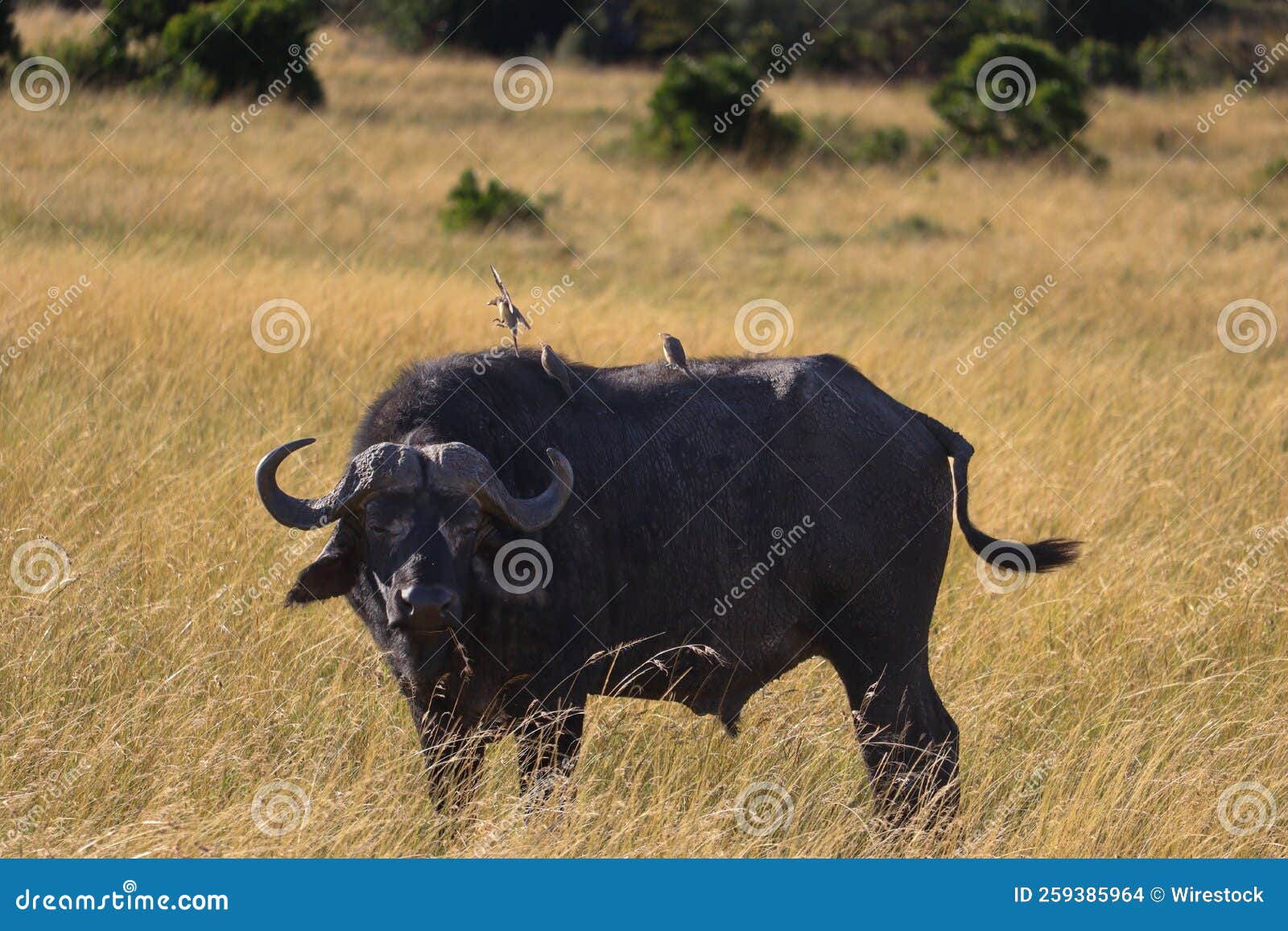 Black Wildebeest on a Dry Field with Birds on Its Spine Stock Photo ...