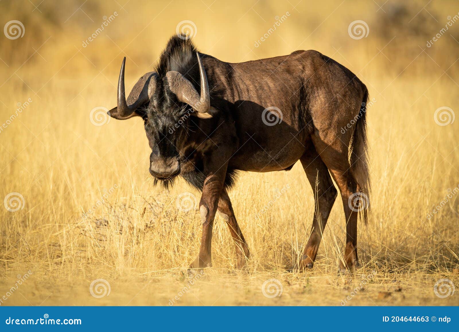 Black Wildebeest Walks through Grass in Sunshine Stock Image - Image of ...