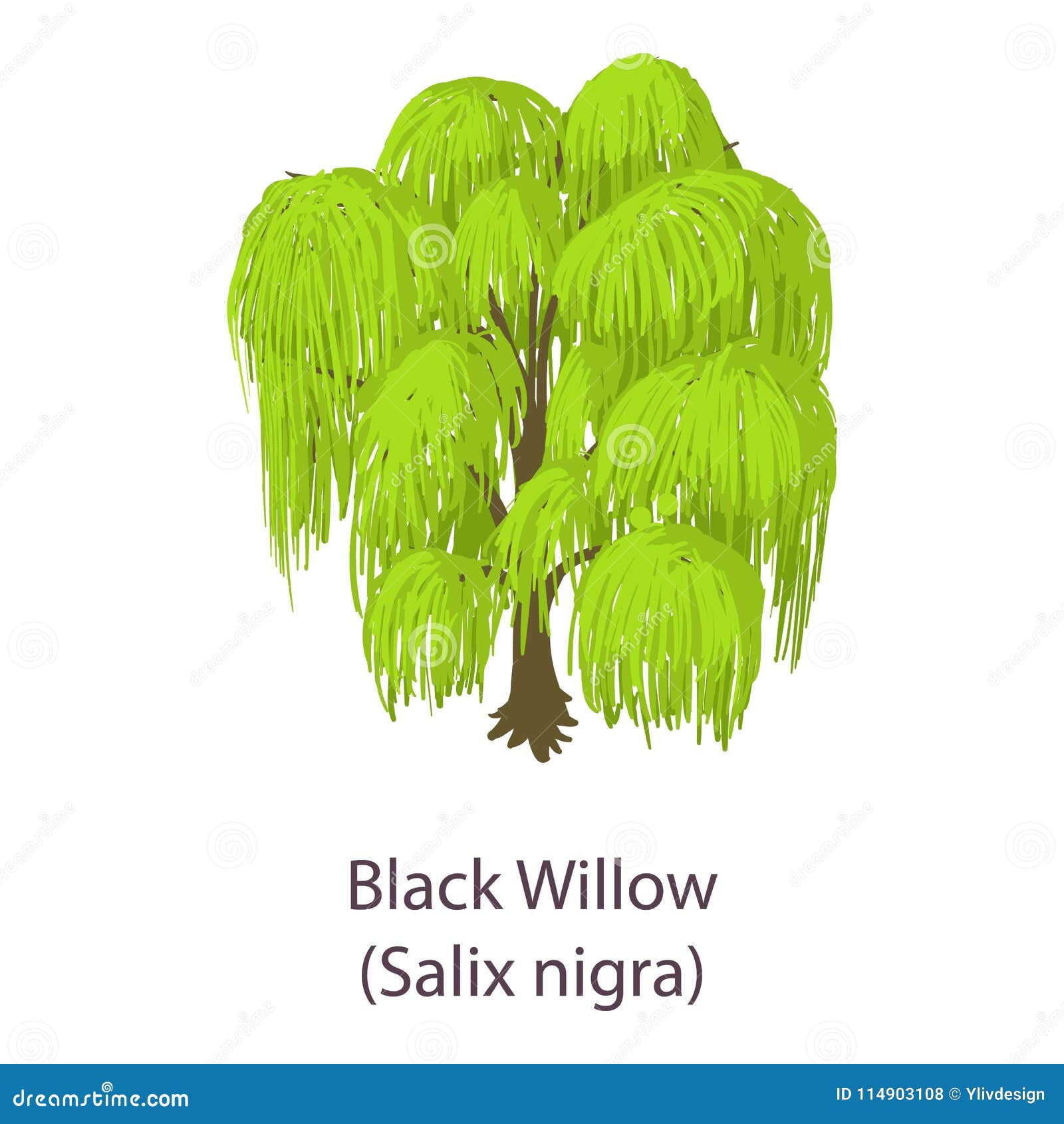Black Willow Icon, Isometric Style Stock Vector - Illustration of ...