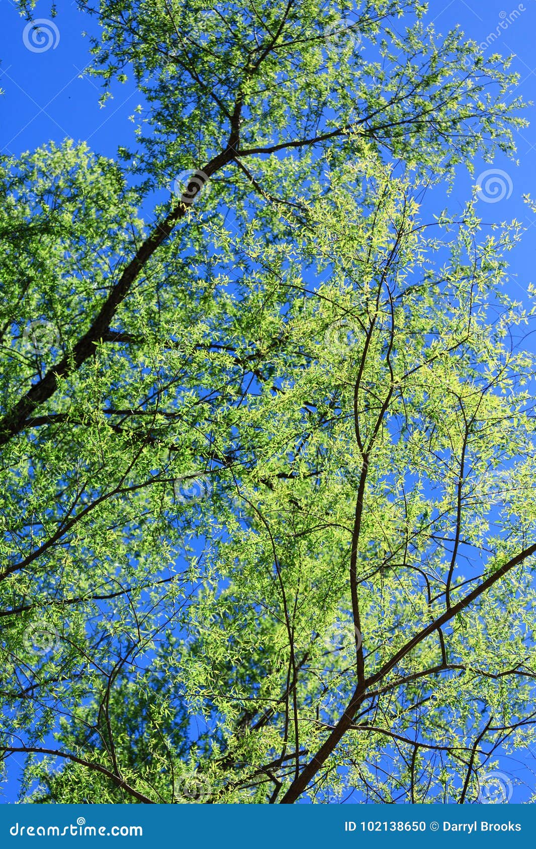 Black Willow Tree in Spring Stock Photo - Image of leaves, black: 102138650