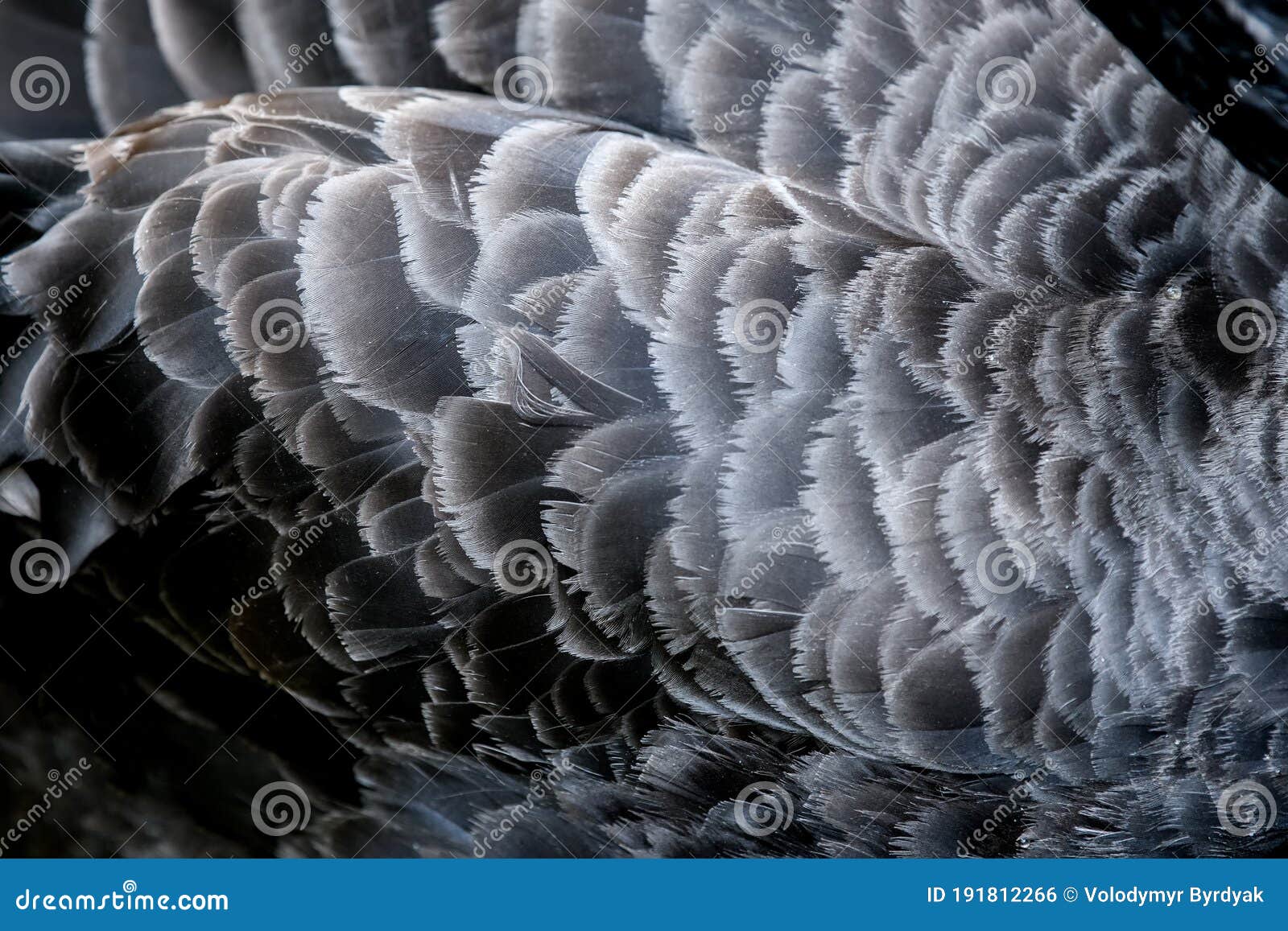 Black Wing Swan Feather Texture Stock Photo - Image of delicate ...
