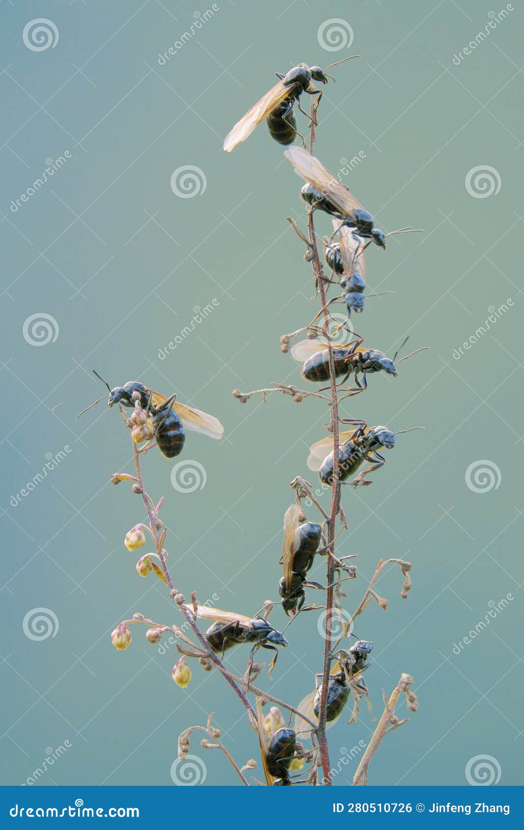 Winged ants stock photo. Image of black, animal, wild - 280510726