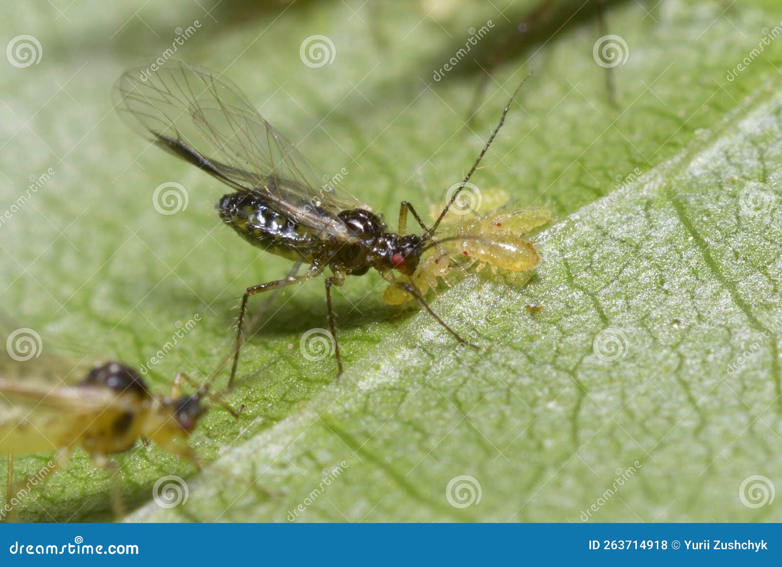 Winged Aphid