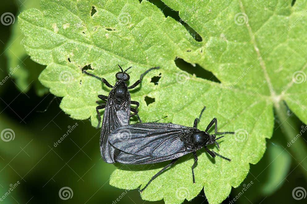 Black winged insect stock image. Image of copulate, winged - 24688409