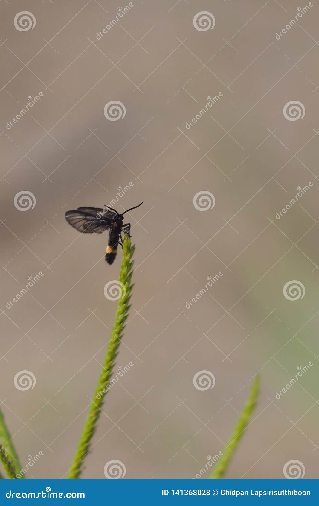 Black-winged Insect it is on the Grass Stock Photo - Image of summer ...