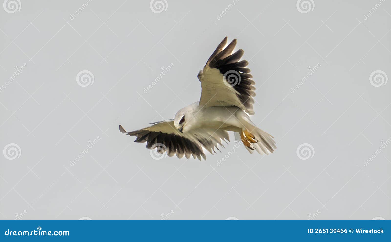 Black-winged Kite (Elanus Caeruleus) Flying in the Sky Stock Photo ...