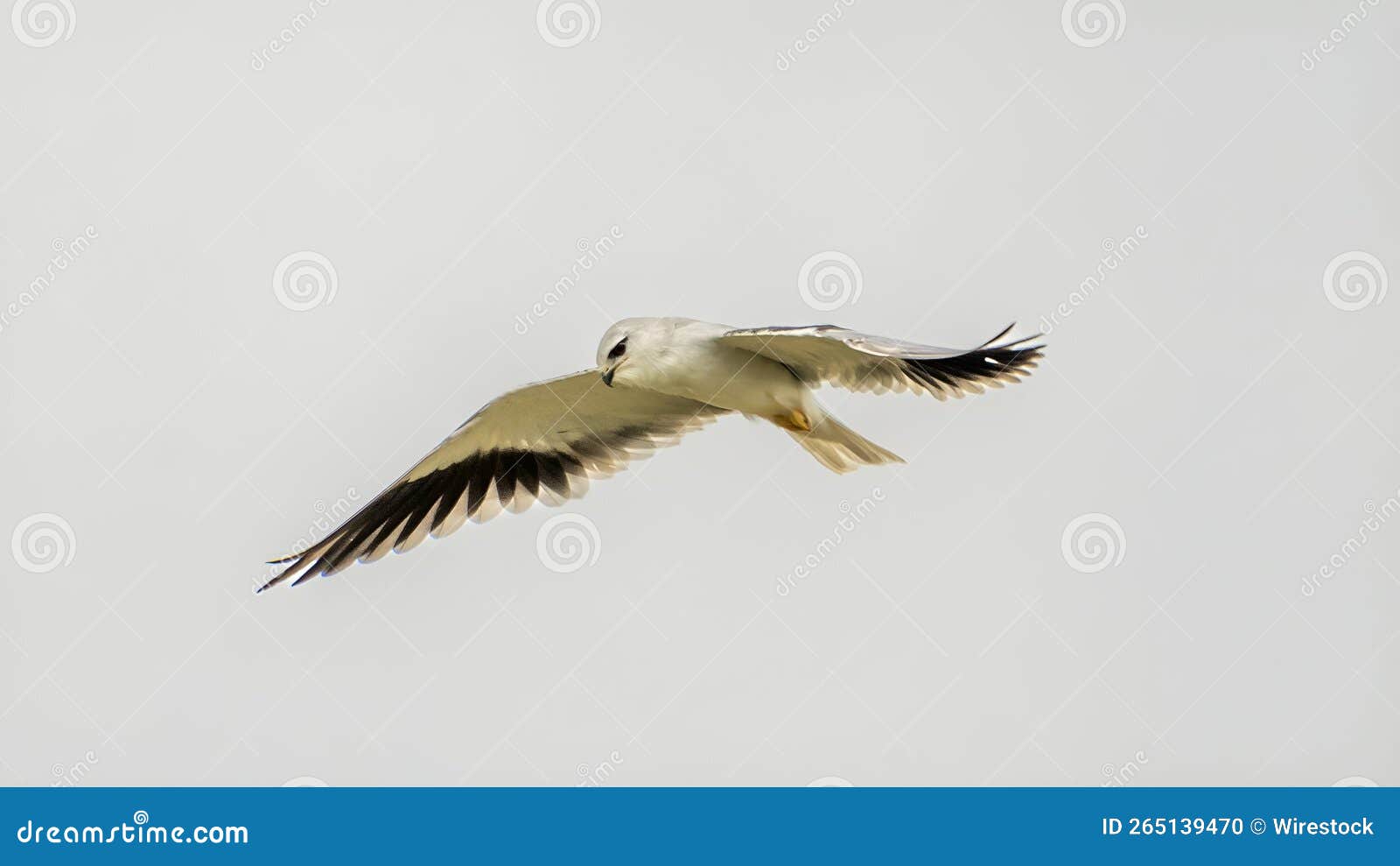 Black-winged Kite (Elanus Caeruleus) Flying in the Sky Stock Photo ...