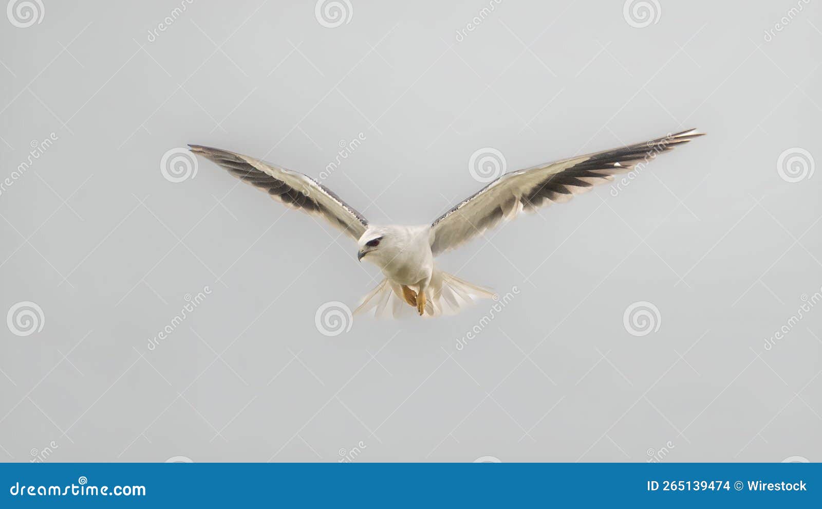 Black-winged Kite (Elanus Caeruleus) Flying in the Sky Stock Photo ...