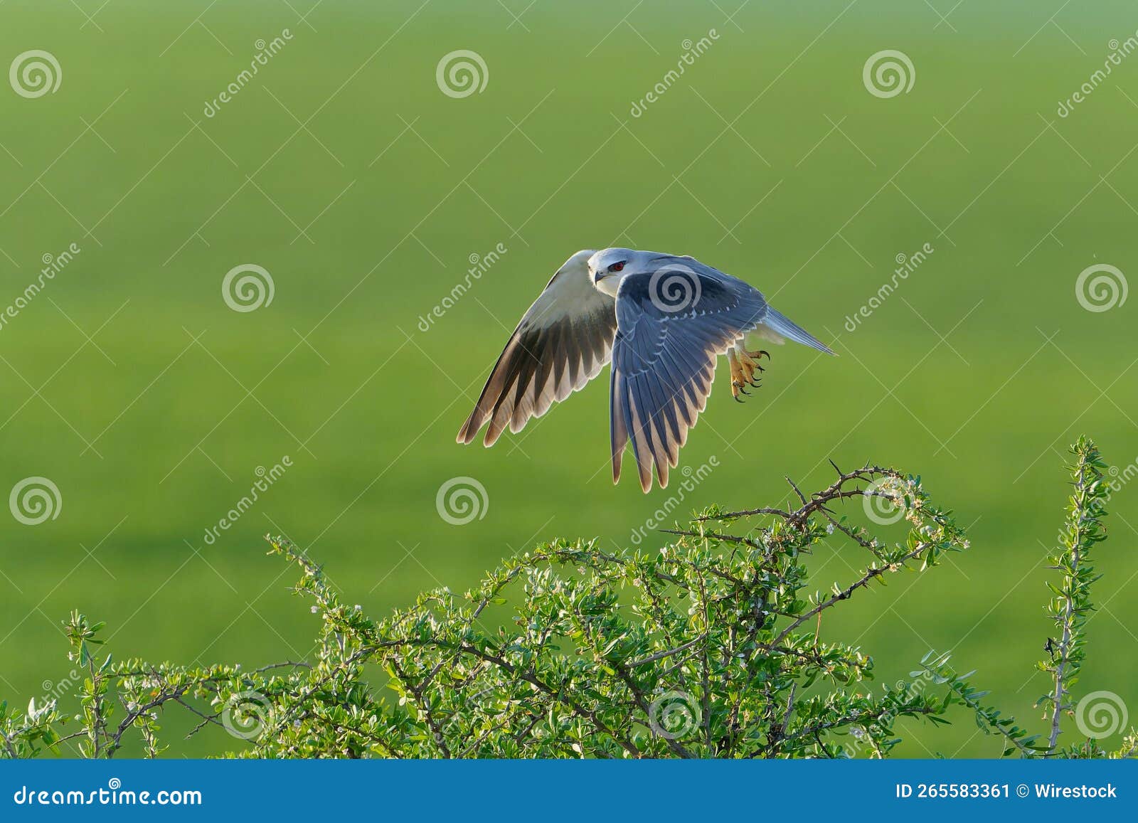 Black-Winged Kite in Flight in the Green Field Stock Image - Image of ...