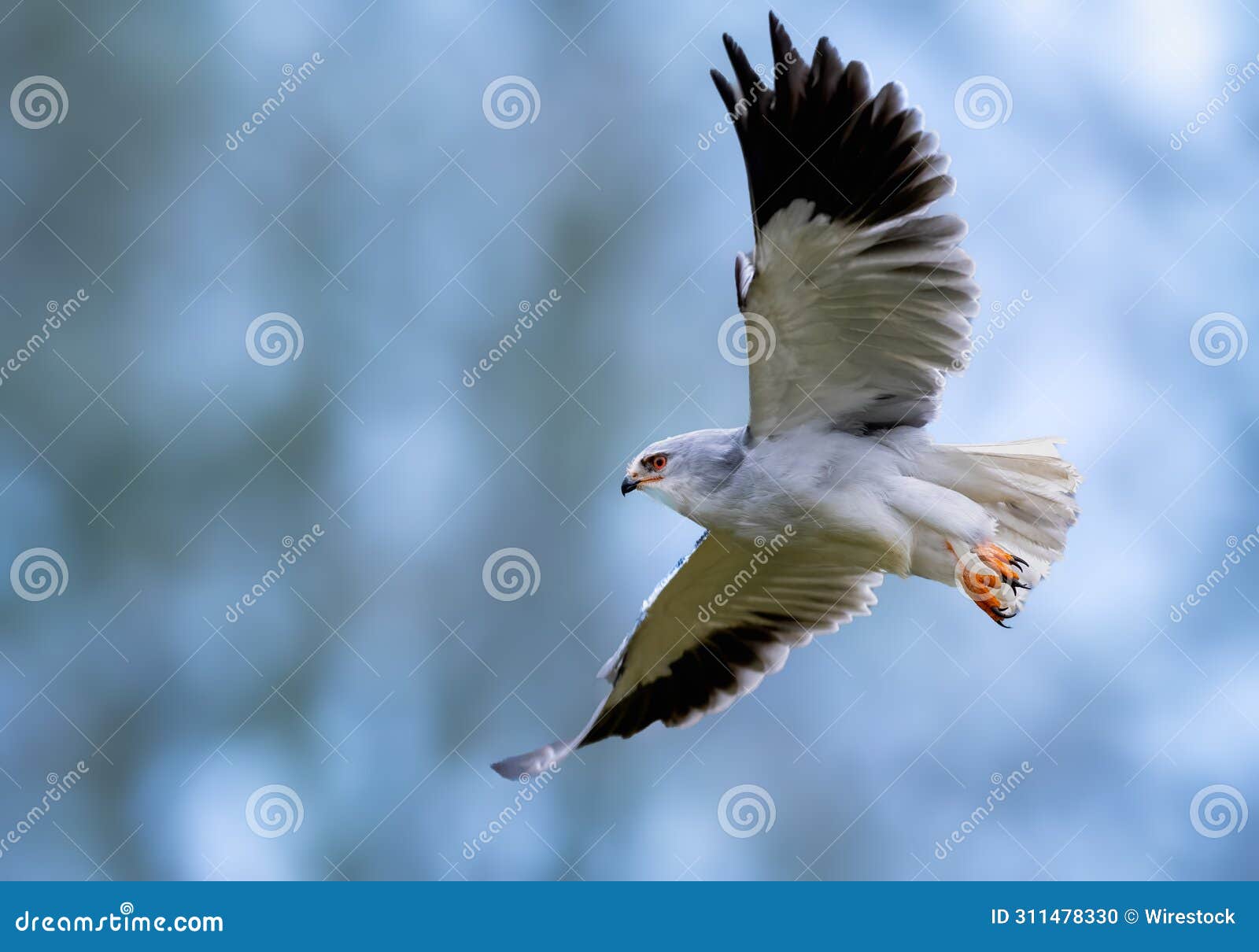Black-winged Kite Soaring through the Sky Stock Photo - Image of ...