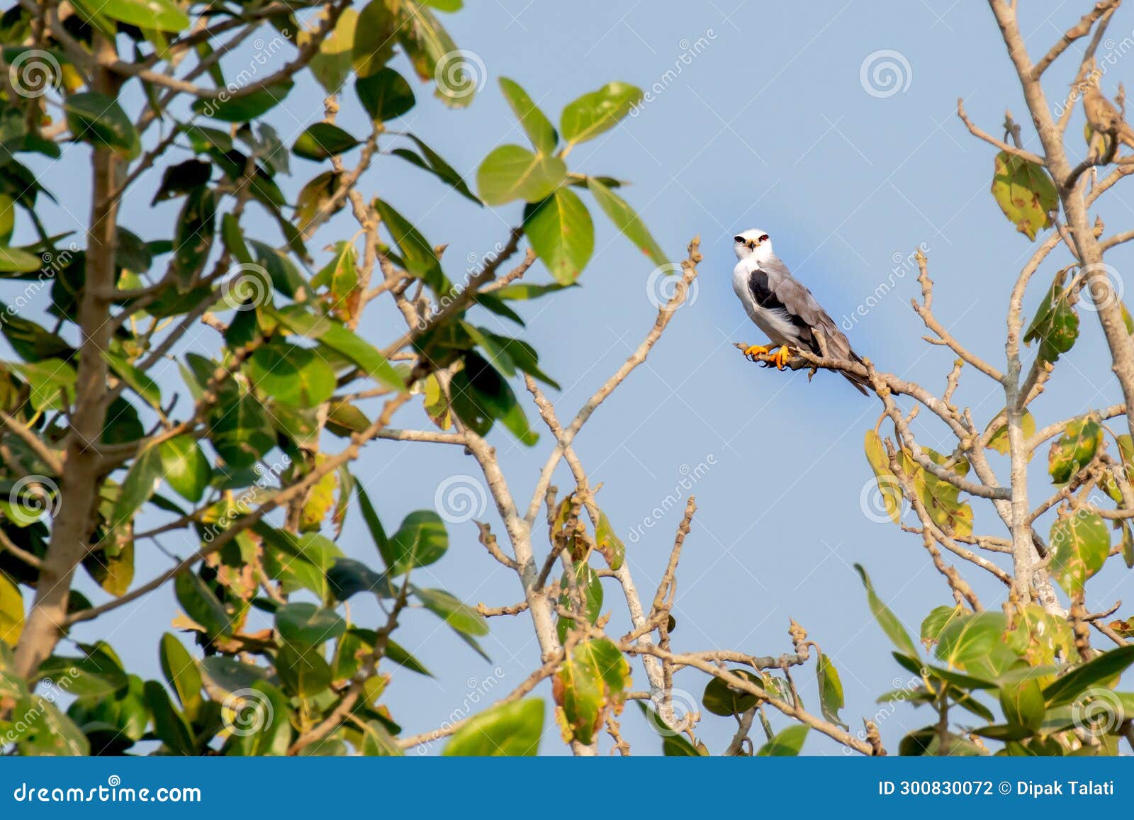 Black Winged Kite at Top of the Tree Branch Stock Photo - Image of ...