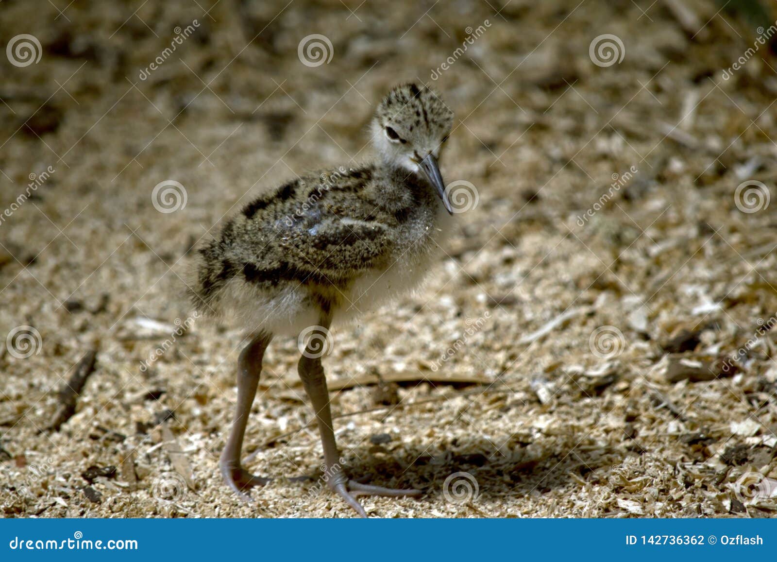 A black winged stilt chick stock photo. Image of stilt - 142736362