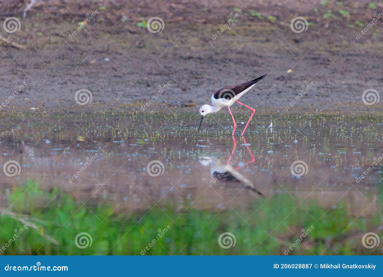 Black-winged Stilt Feeding at Eye Level in Natural Pond Stock Image ...