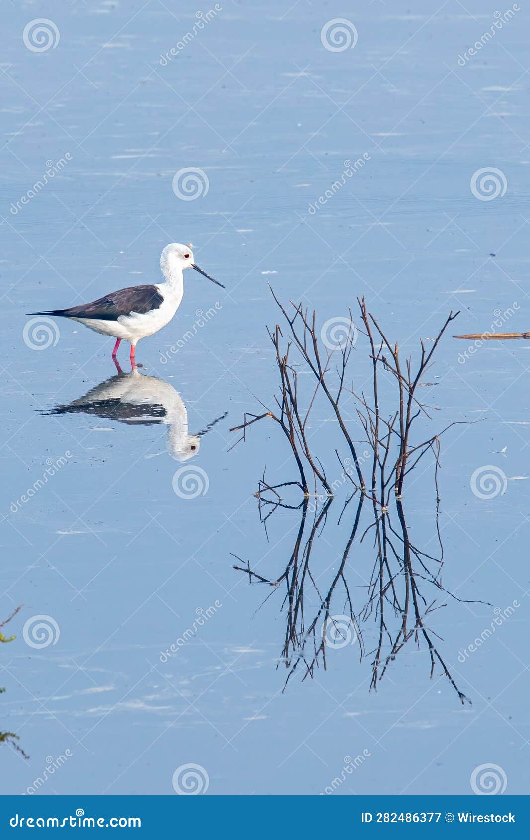 Black-winged Stilt Standing in the Water with Its Reflection Visible on ...
