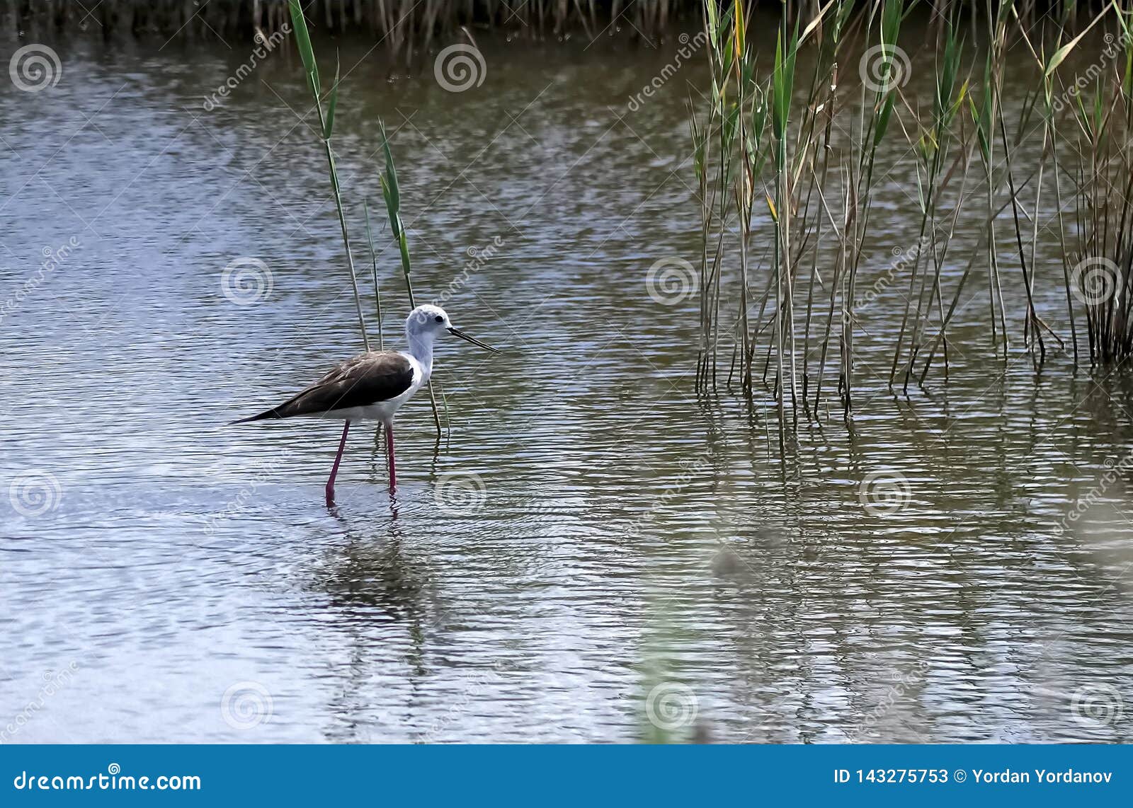 Black Winged Stilt in Water Stock Image - Image of plants, ripples ...