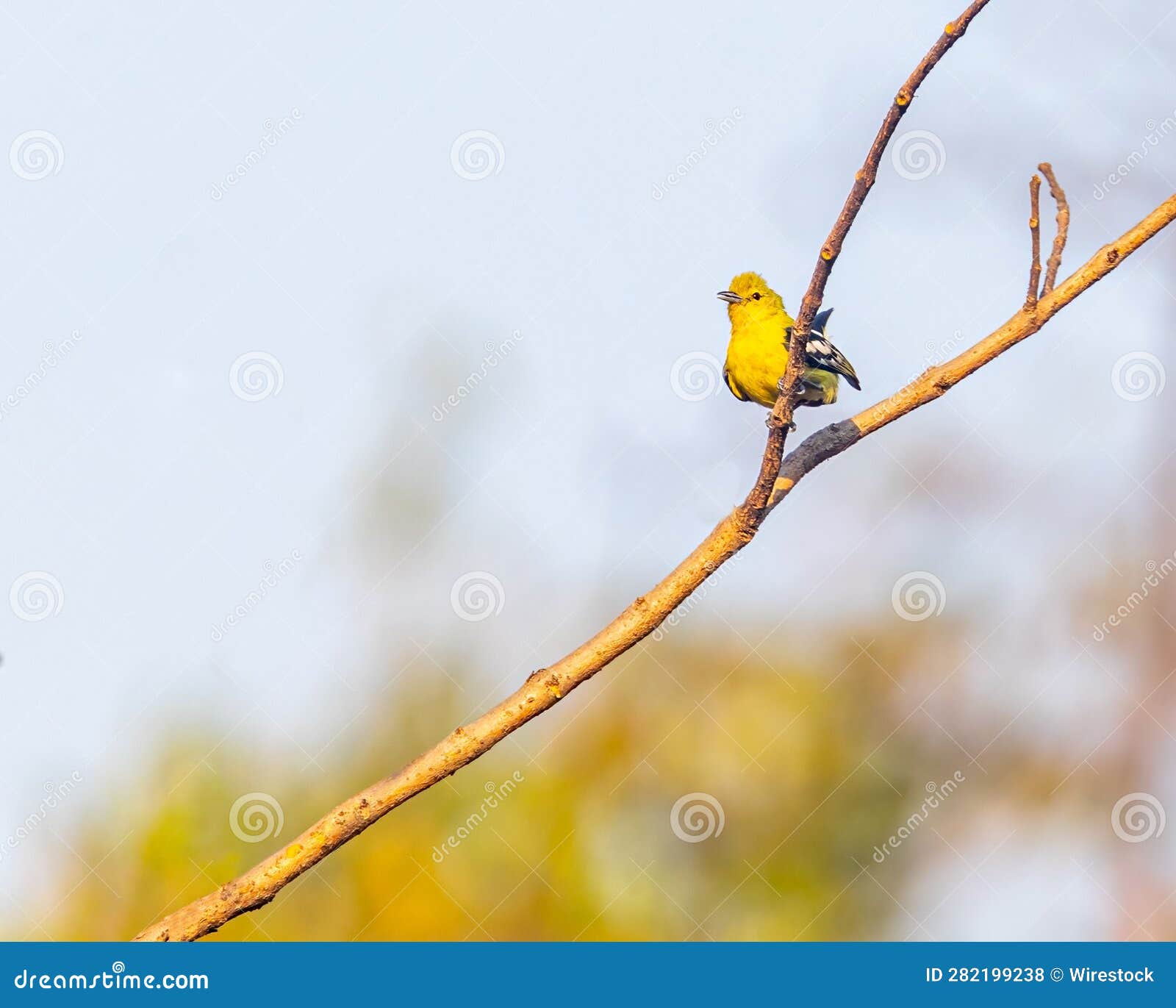 Black-winged Yora Perched on a Branch Stock Photo - Image of ...