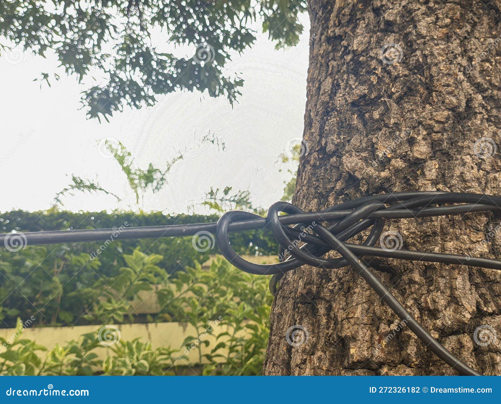 A Black Wire Tied To a Tree Trunk Stock Photo - Image of male, metal ...