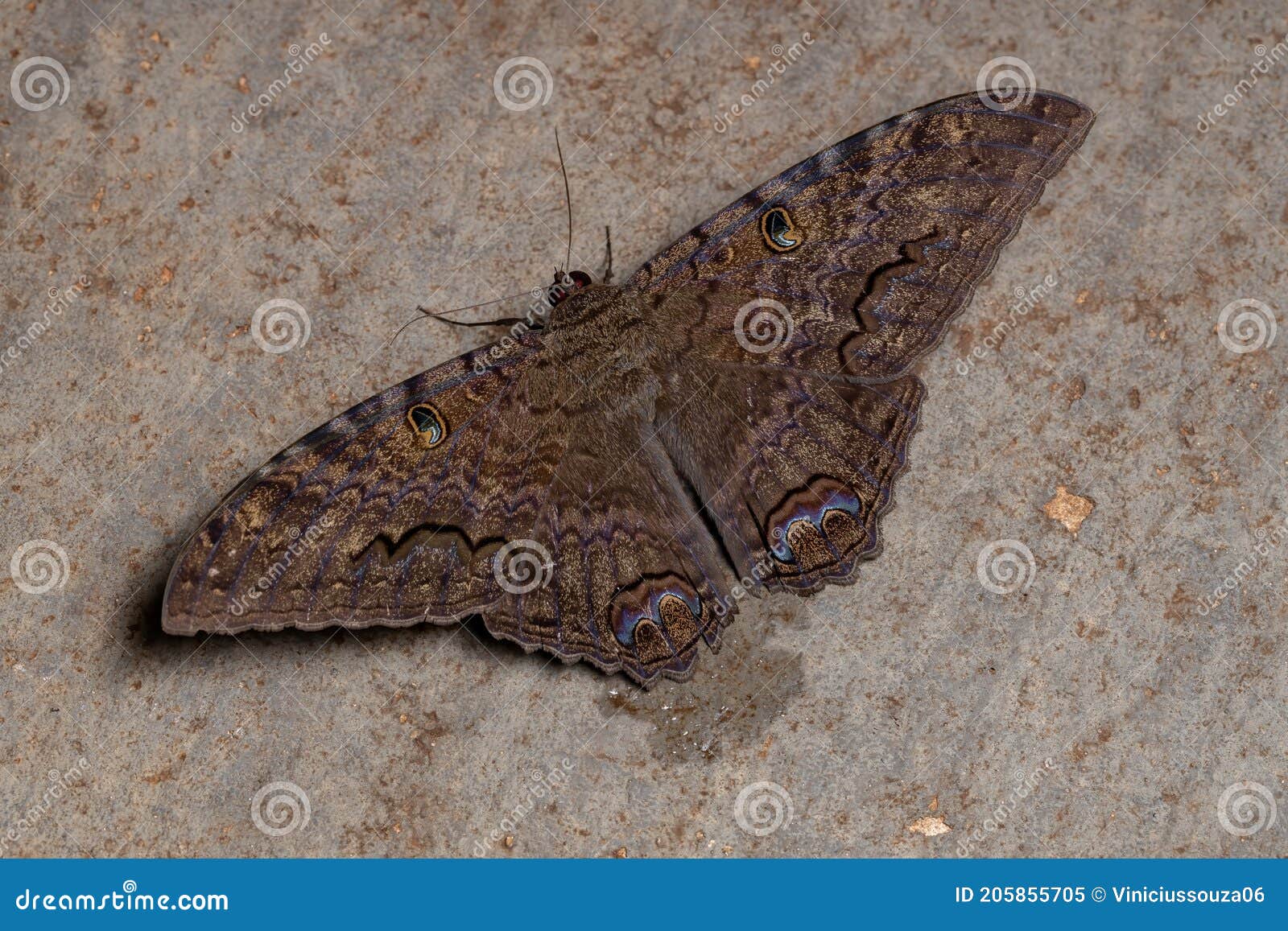 Black Witch moth stock image. Image of nature, female - 205855705