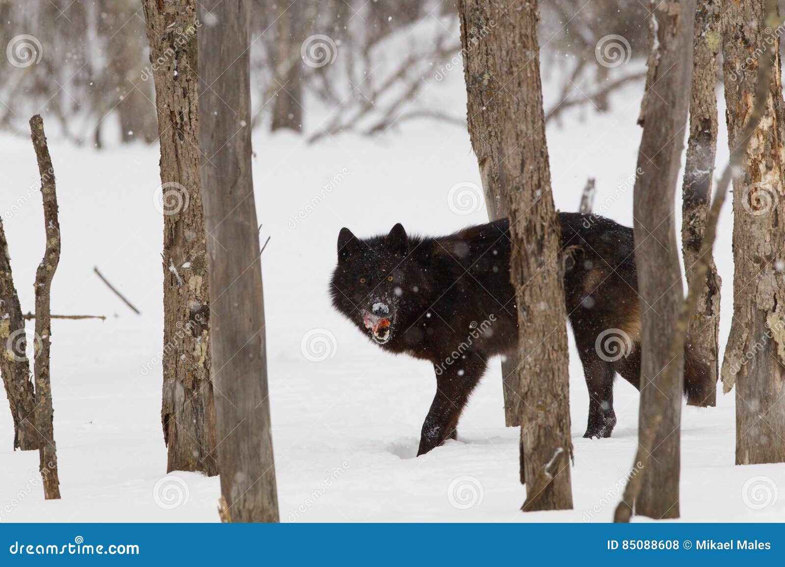 Black wolf in aspen trees stock photo. Image of winter - 85088608