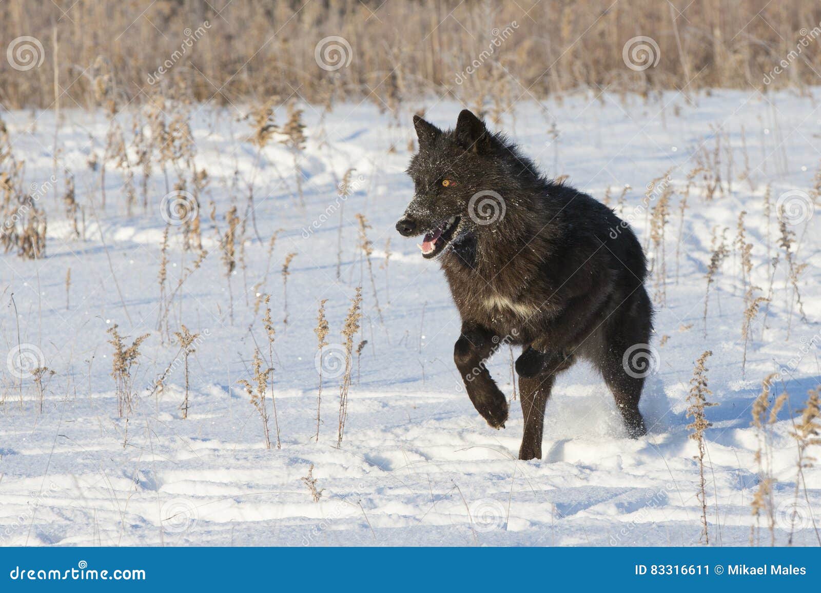 169 Black Wolf Bright Eyes Stock Photos - Free & Royalty-Free Stock ...