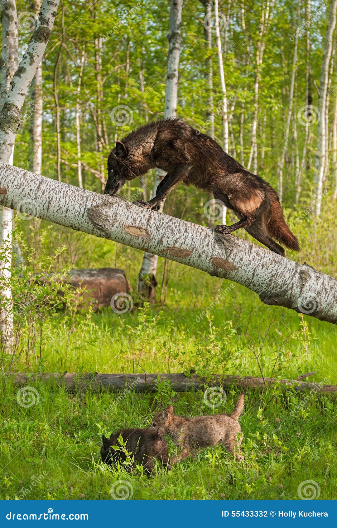 Black Wolf (Canis Lupus) Climbs Up Tree Stock Photo - Image of grey ...