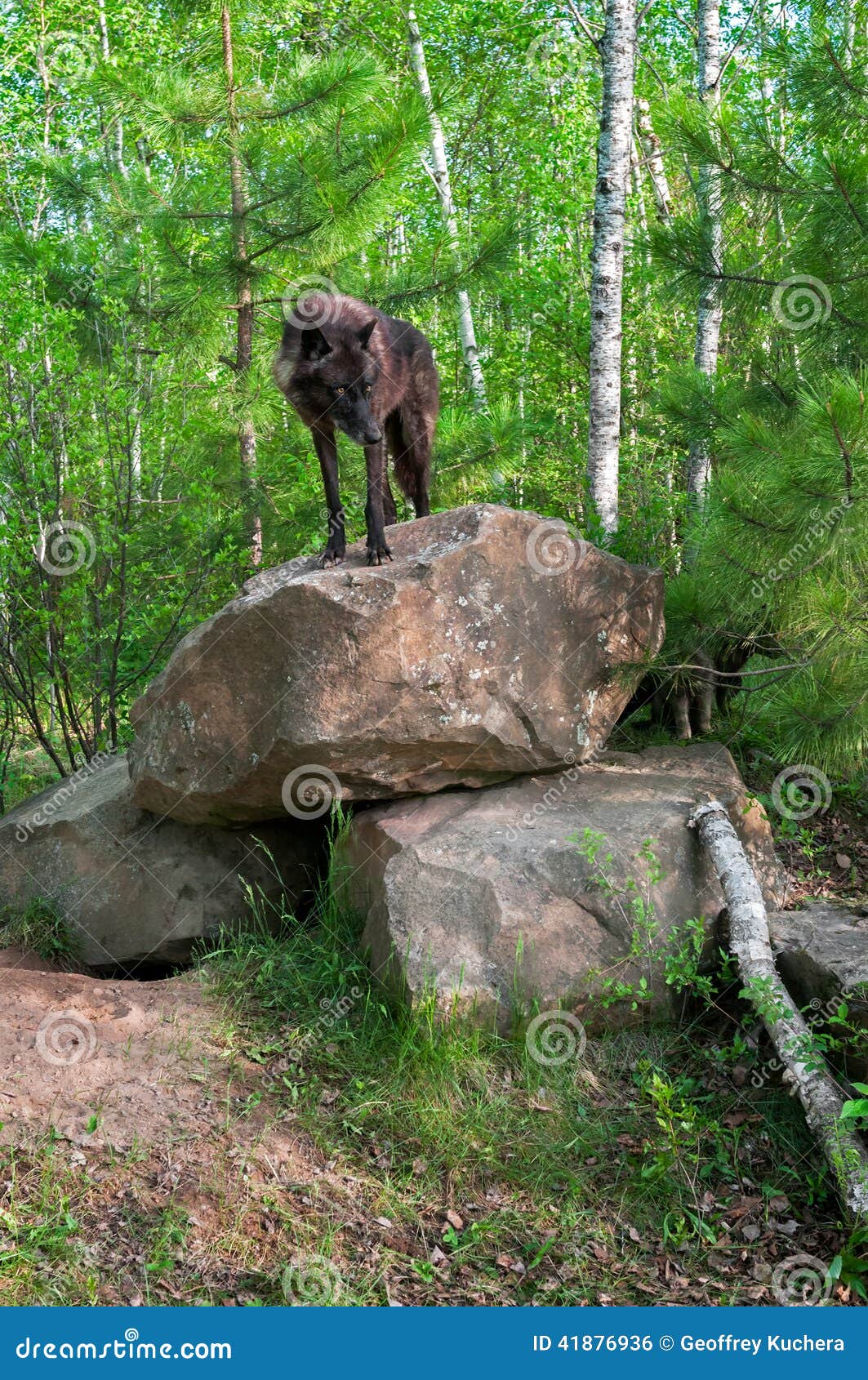 Black Wolf (Canis Lupus) Stands on Den Rocks Stock Photo - Image of ...