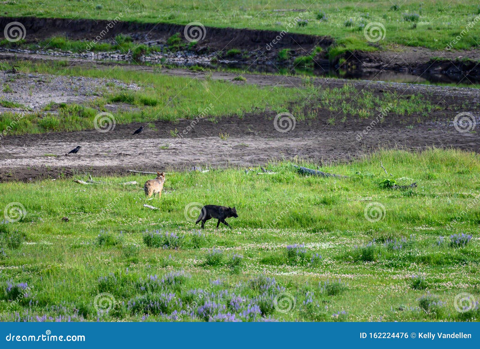 Black Wolf Catches a Scent stock photo. Image of wildlife - 162224476