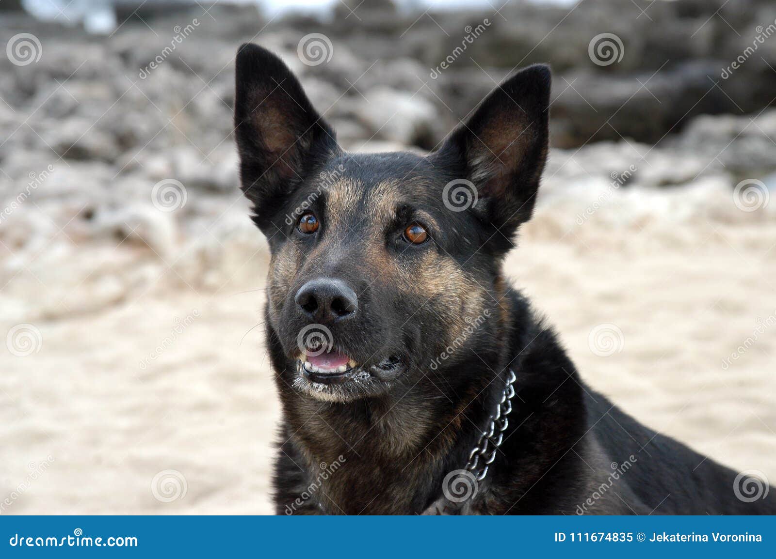 Black Wolf Dog Stock Photos - Download 8,298 Royalty Free Photos