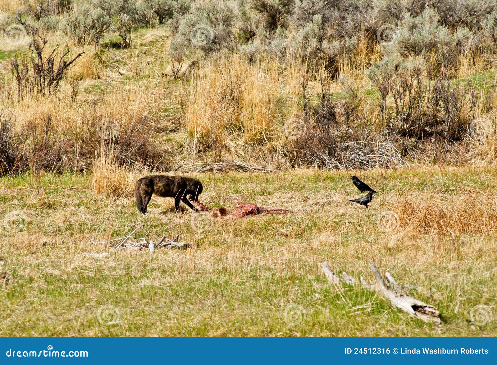 Black wolf eating a kill stock photo. Image of bird, carcass - 24512316
