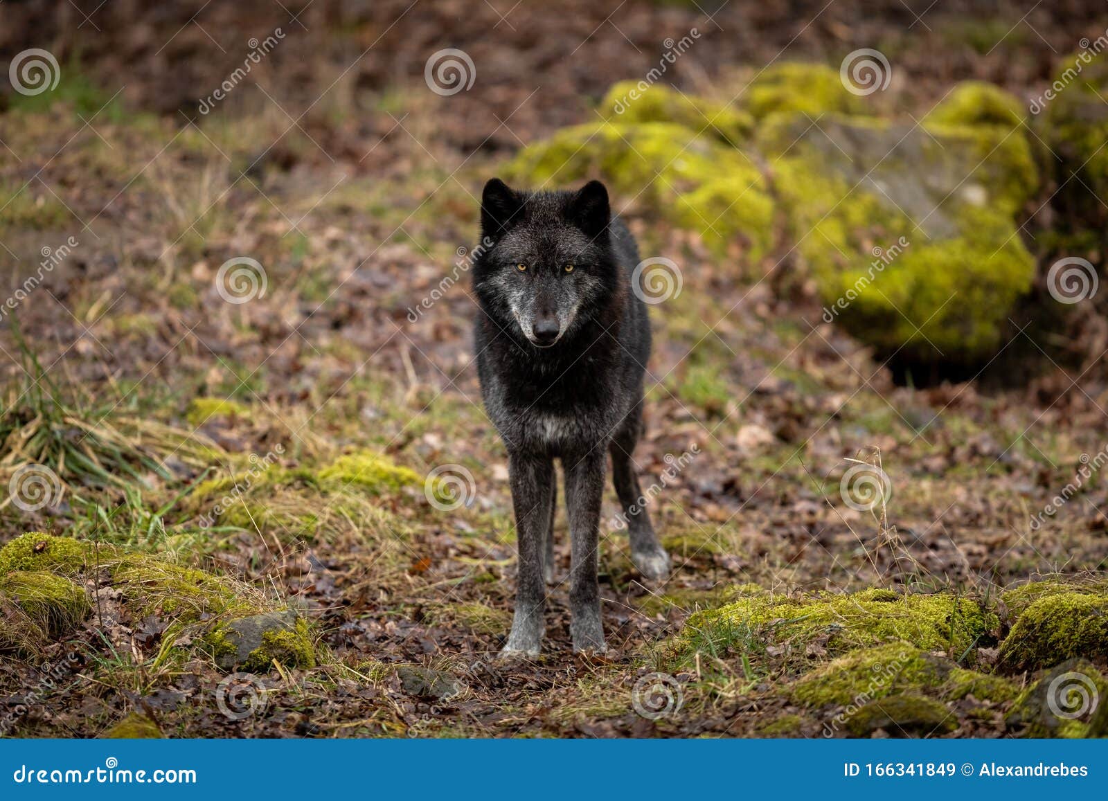 Black wolf in the forest stock image. Image of isolated - 166341849