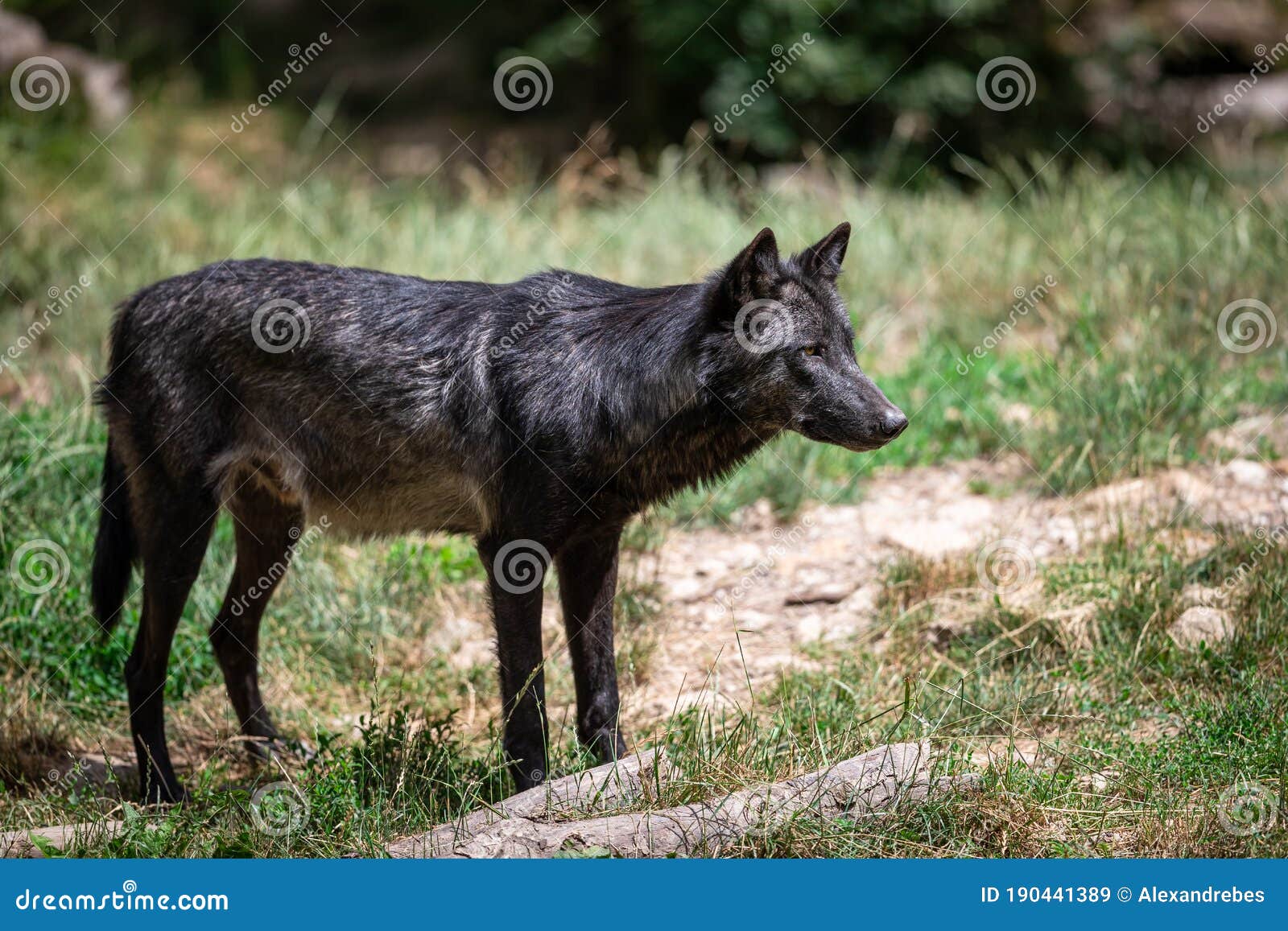 Black wolf in the forest stock image. Image of background - 190441389
