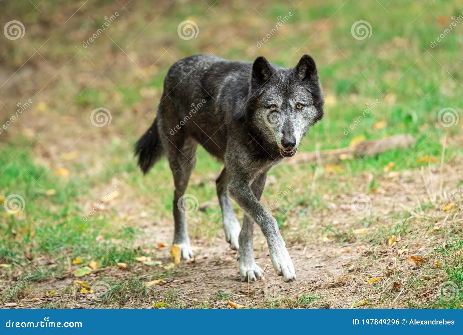 Black wolf in the forest stock photo. Image of look - 197849296