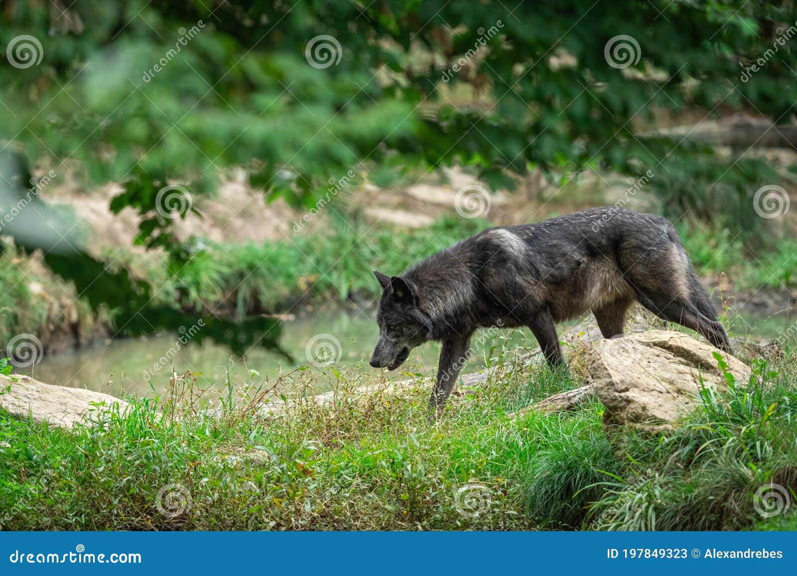 Black wolf in the forest stock image. Image of isolated - 197849323