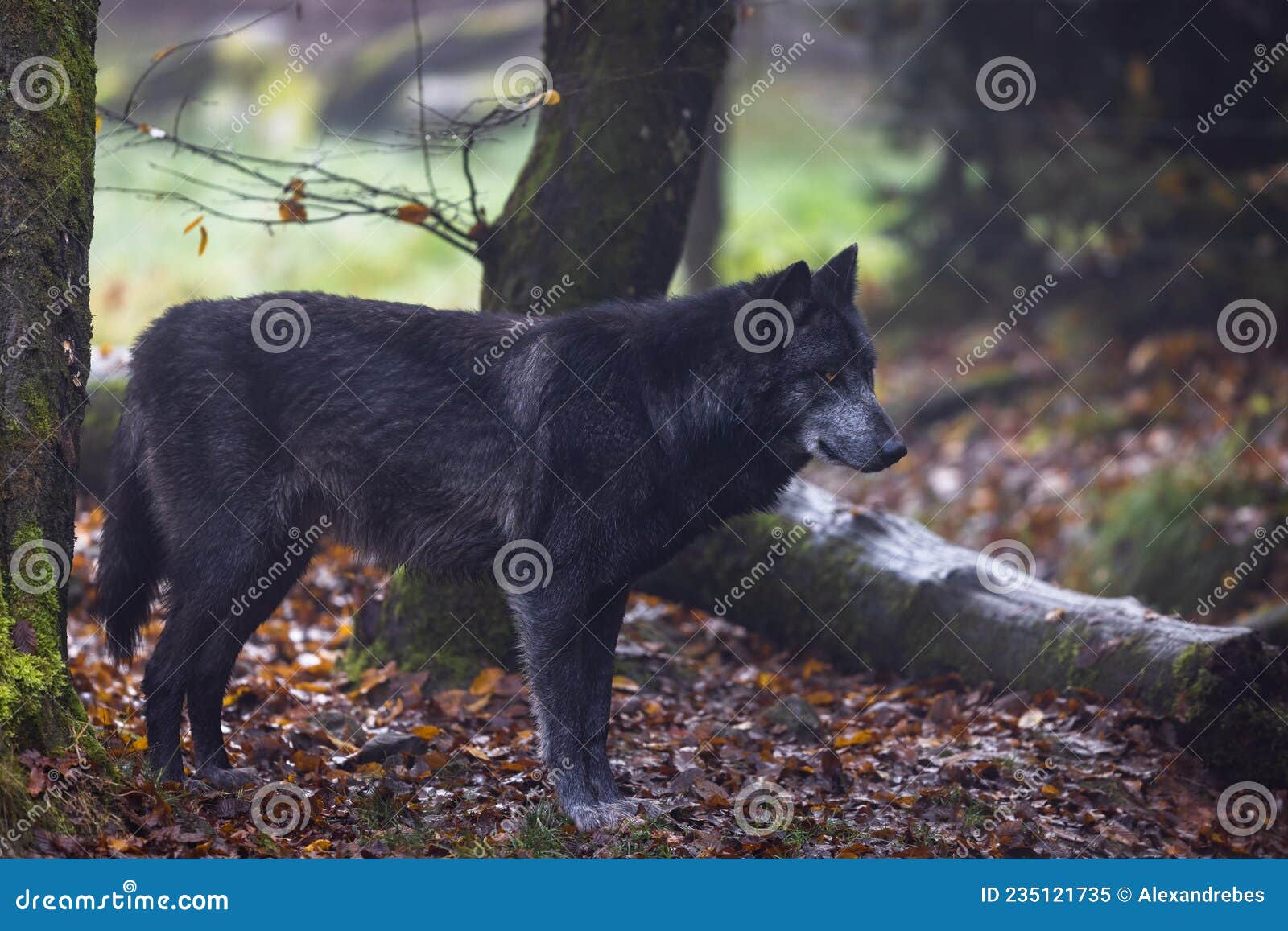 A black wolf in the forest stock image. Image of head - 235121735