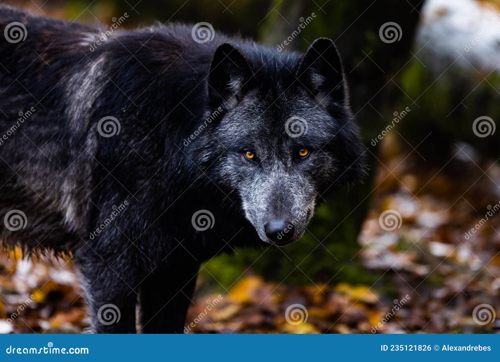 A black wolf in the forest stock photo. Image of animal - 235121826