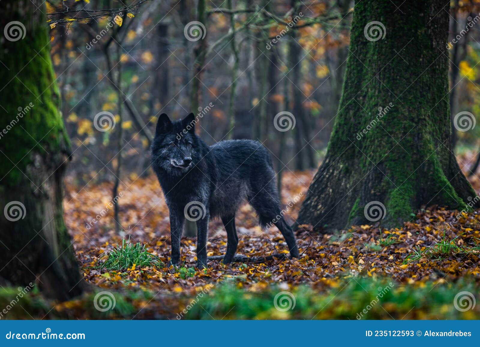 A black wolf in the forest stock image. Image of danger - 235122593