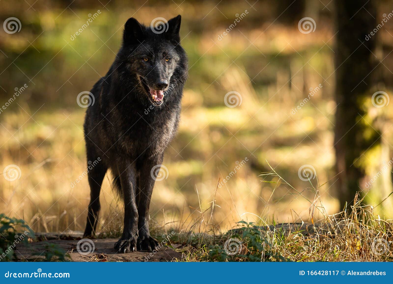Black wolf in the forest stock image. Image of closeup - 166428117