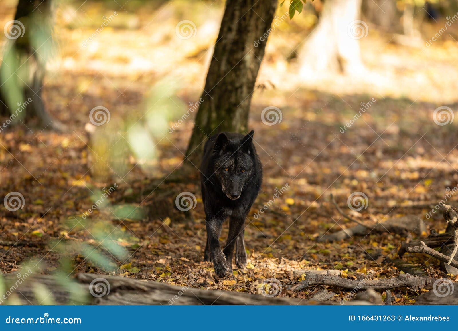 Black wolf in the forest stock image. Image of nature - 166431263