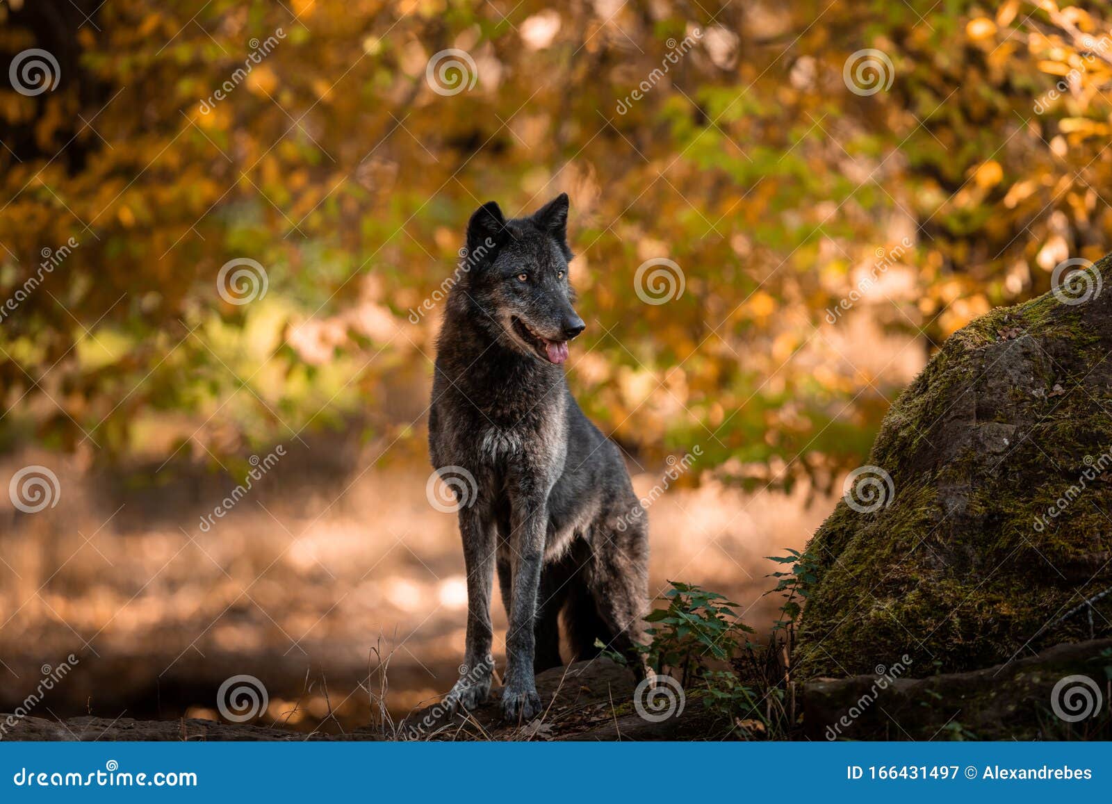 Black wolf in the forest stock image. Image of canis - 166431497