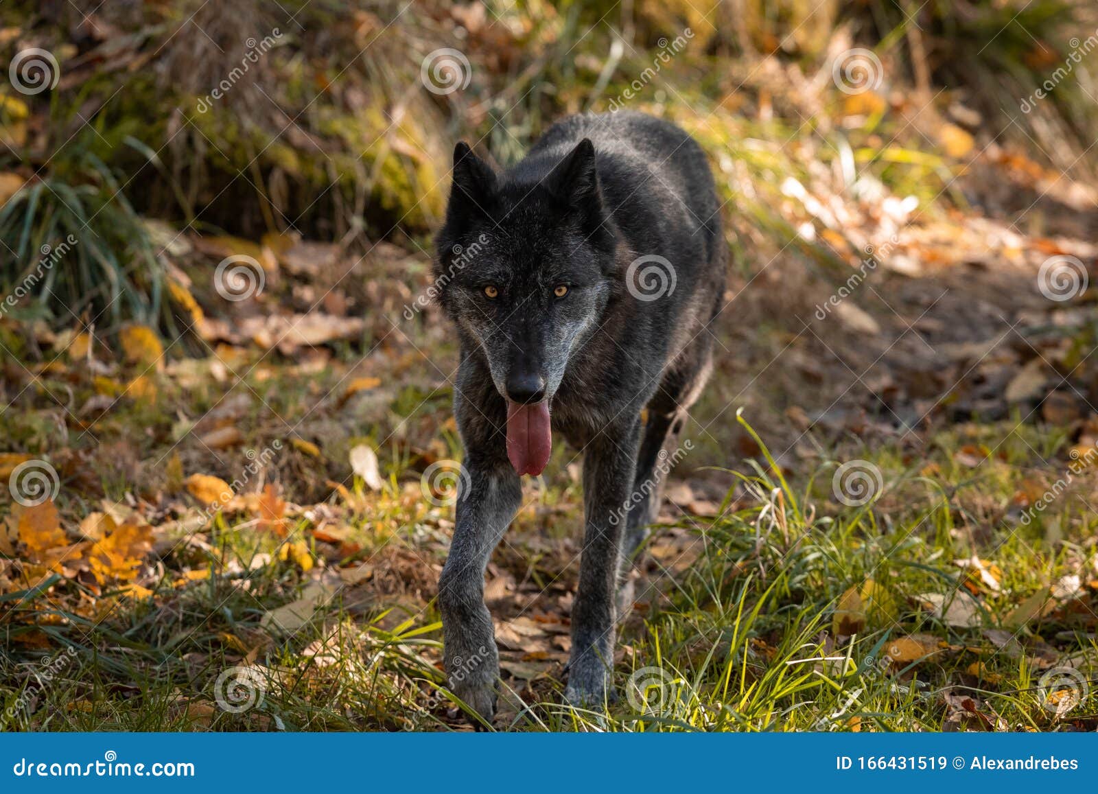 Black wolf in the forest stock image. Image of animal - 166431519